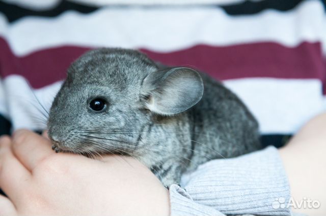 Шиншилленок