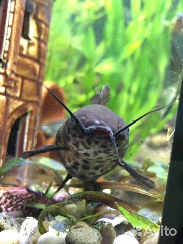 Сом Таракатум