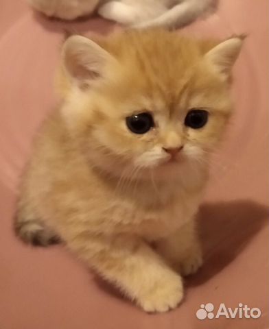 Солнечный мальчик
