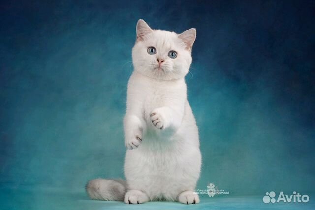 Голубоглазая шиншиллка