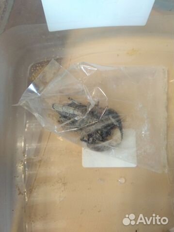 Пара скорпионов Heterometrus sp, Малайзия