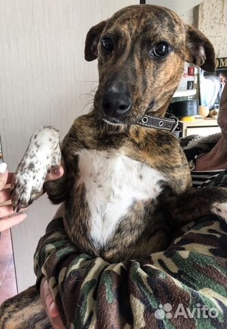 Щенок