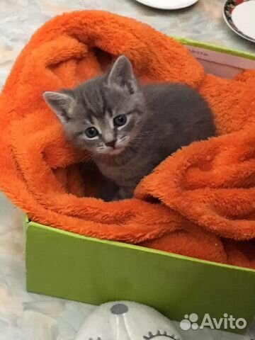 Сибирская кошечка