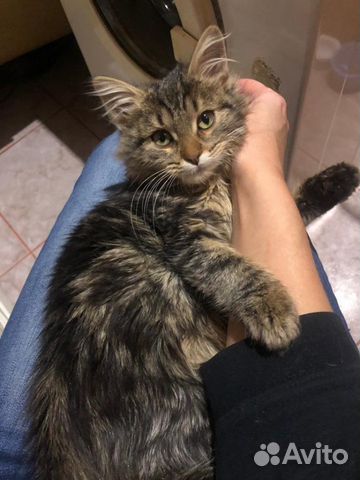 Молодая кошечка