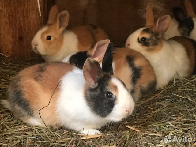Голландские кролики