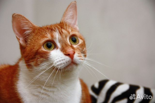 Солнце в ваш дом, кошечка Хани