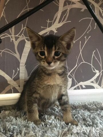 Котята от безумно красивого папы Абиссинца, чемпио