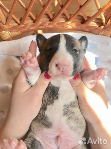 Мальчики Миниатюрного бультерьера