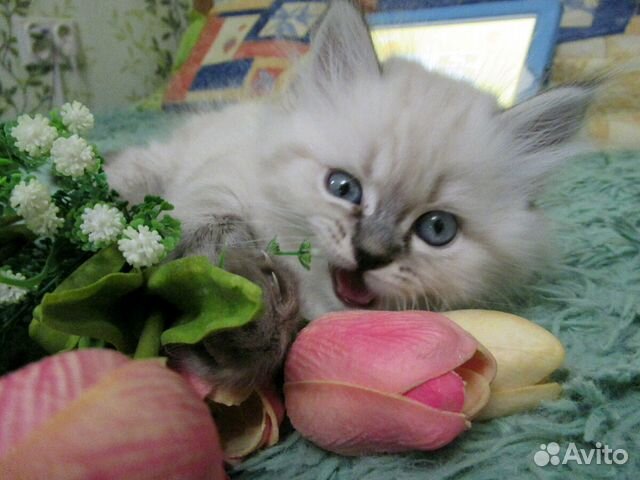 Невские малыши