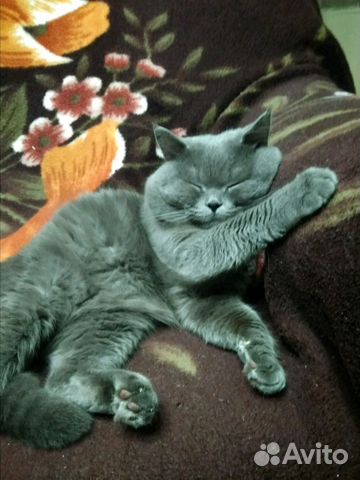 Приглашает котик на вязку кошечку