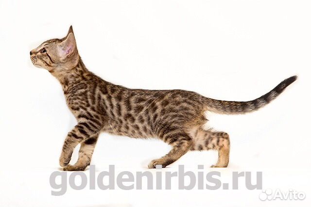 Саванна котёнок ф5