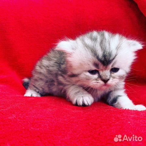 Котята Хайленд Страйт