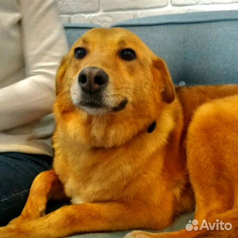 Рыжая лисичка в добрые руки