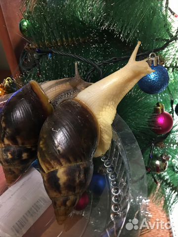 Ахатины улитки