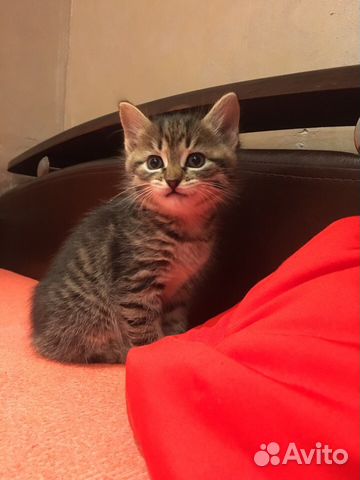 Пушистик в добрые руки