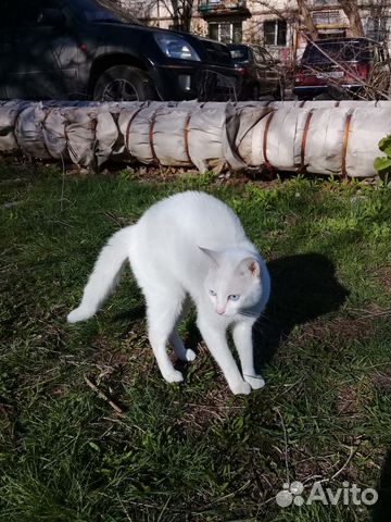 SOS кошечка(глухая) ищет добрые ручки