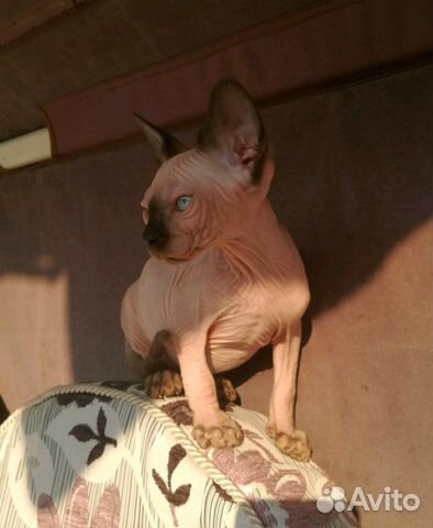 Котик