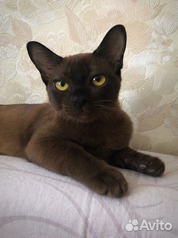 Бурманская