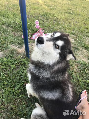 Кабель Хаски для Вязки