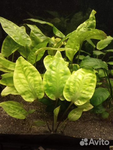 Криптокорина понтедериеволистная продажа/обмен