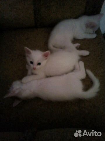 Котята
