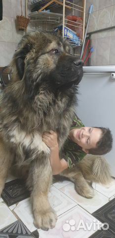 Щенки