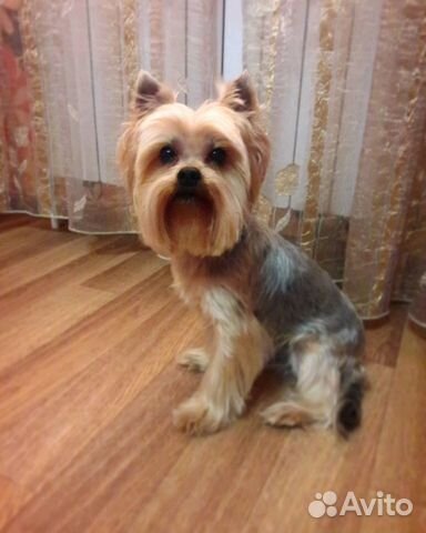 Отдам в добрые руки