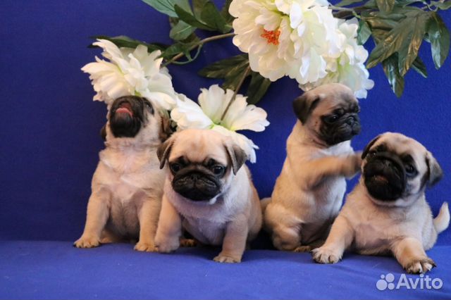 Мопсы, три сыночка и лапочка дочка