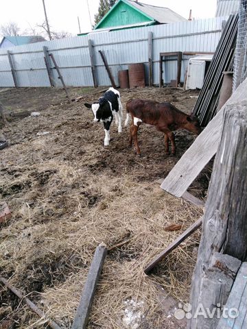 Продам телочек,от высокоудойных коров