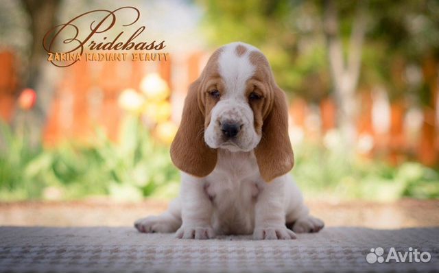 Щенки Бассет Хаунда