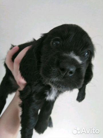 Продам щеночков рос