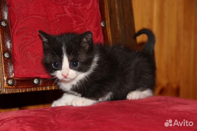 Кучка маленьких котят все скорей домой хотят