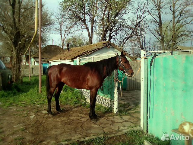 Продам рысака