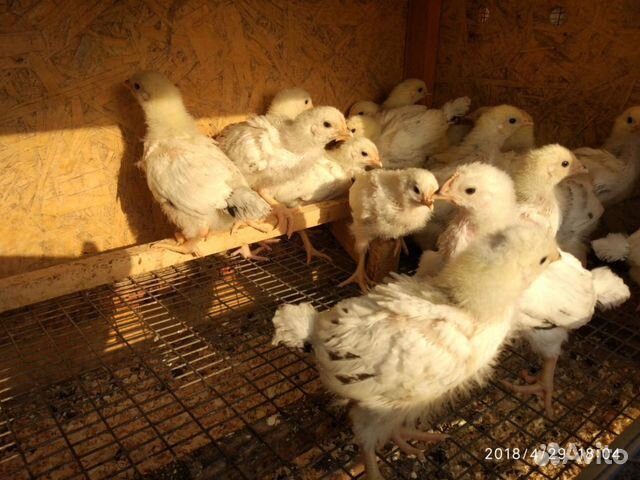 Циплята серебро