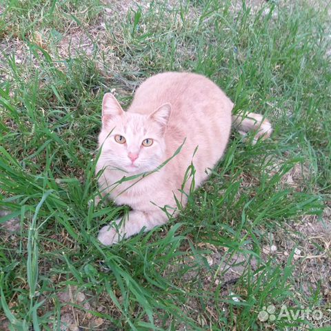 Котик Персик