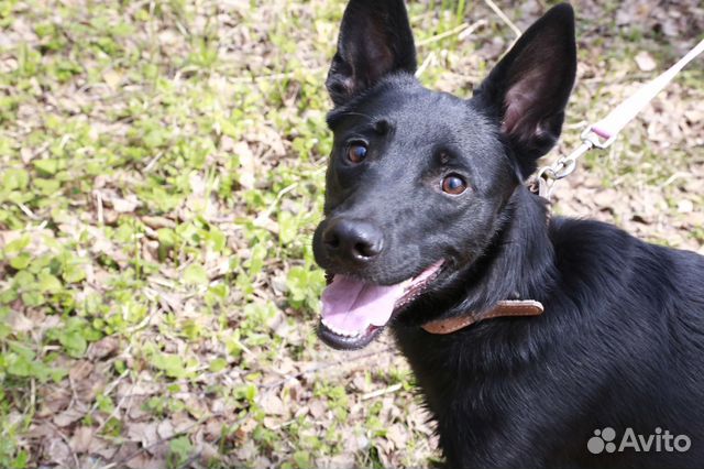 Трогательная Бонни ищет дом