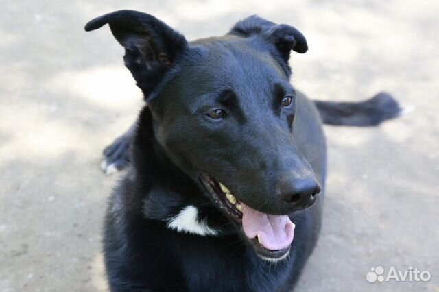 Чудесный Клайд ищет дом