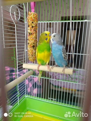 Продам волнистых попугаев