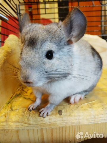 Шиншилла девочка серебристая мозаика 2 месяца