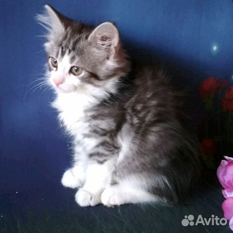 Сибирский котик биколор