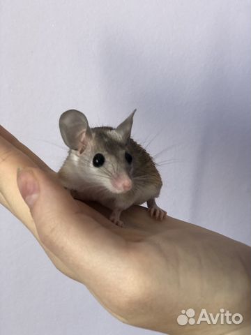 Мышь