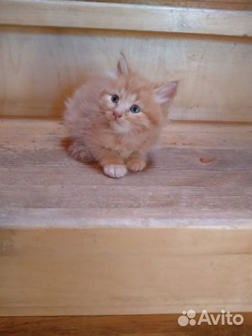 Отдам котят