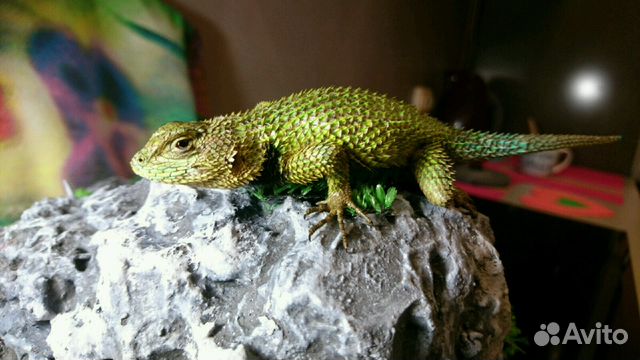 Малахитовая заборная игуана