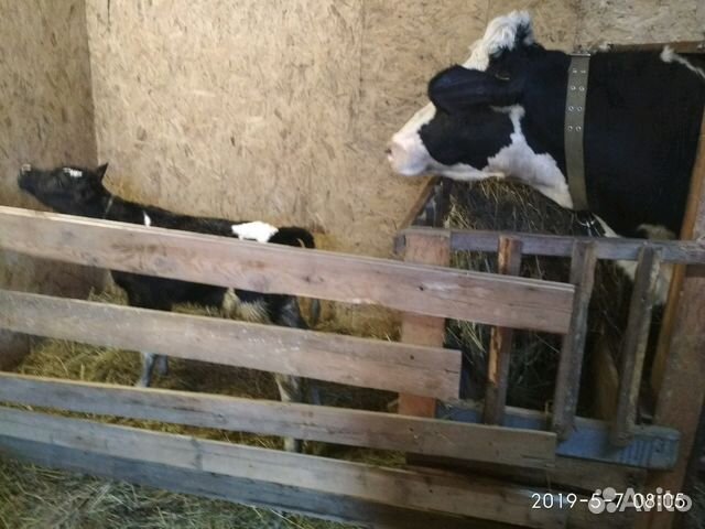 Продам корову-первотелку