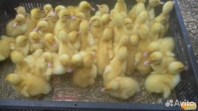 Гусята, индоутята, цыплята, утята, бройлеры