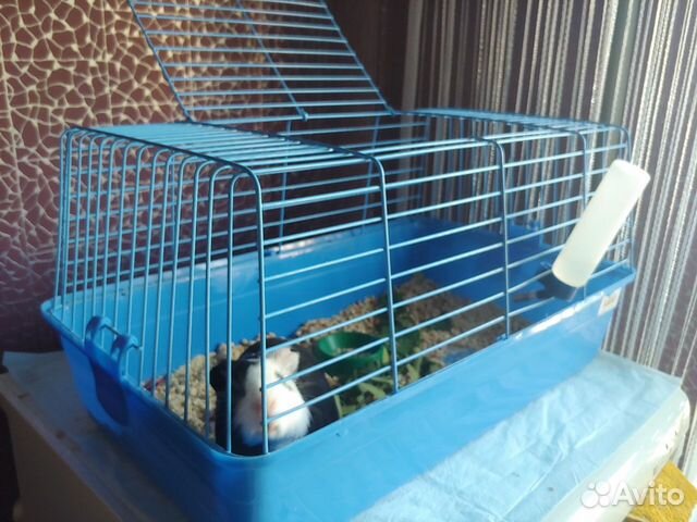 Морская свинка