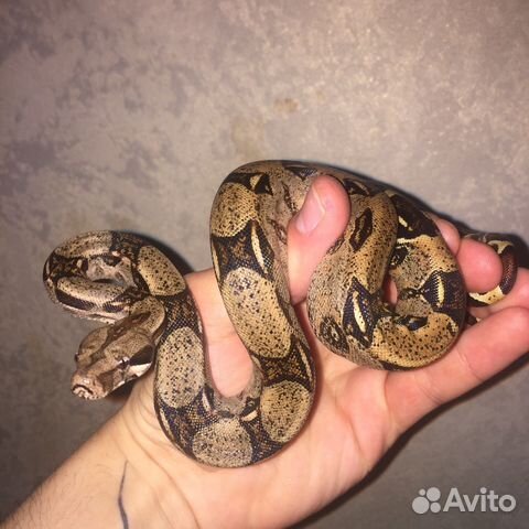 Императорские удавы