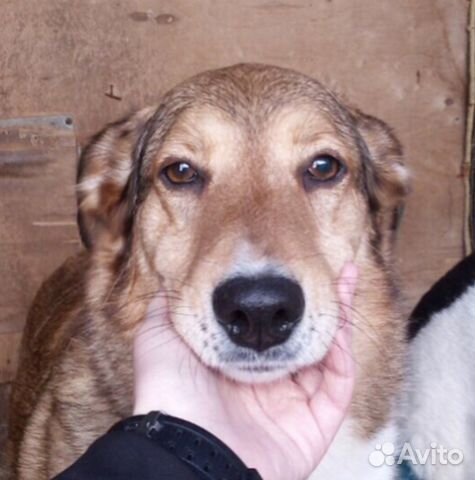 Джуля в дар