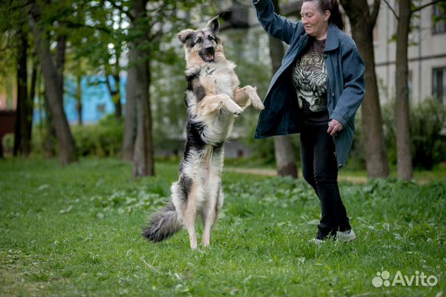 Лучшая из овчарок