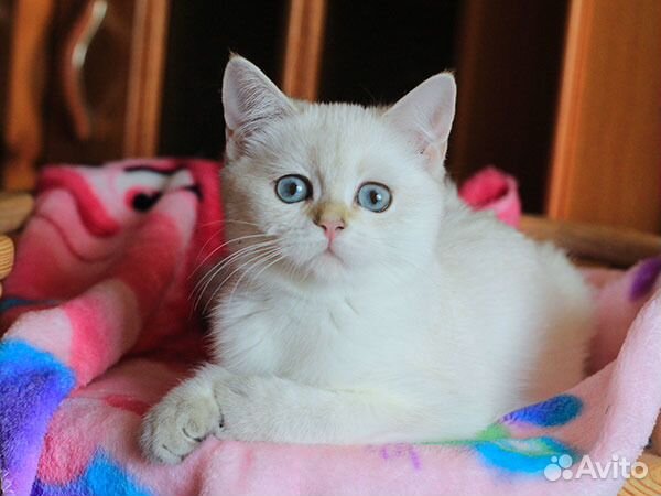 Алиса - золотая колорочка